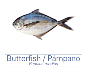 Pámpano / Butterfish – FreshFish