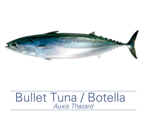 Botella / Bullet Tuna – FreshFish