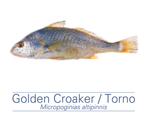 Torno / Golden Croaker – FreshFish